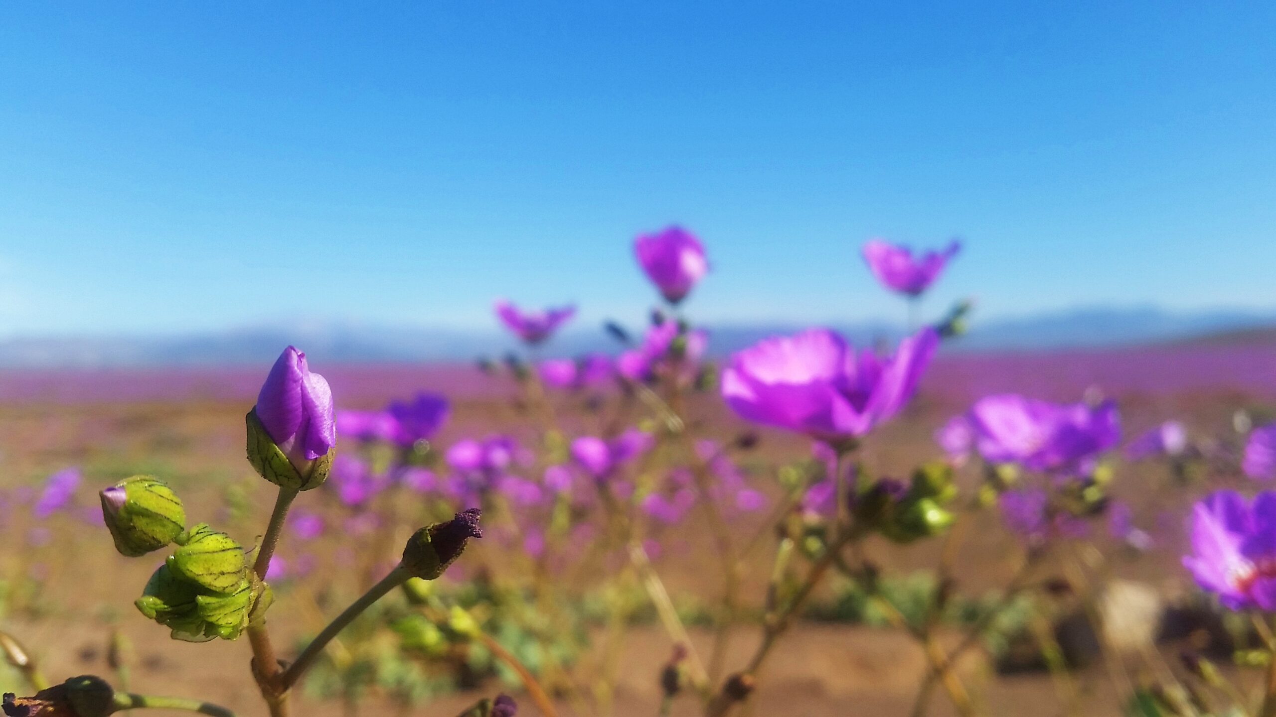 Desierto Florido. Flowering desert of Atacama. - Postcards From The World